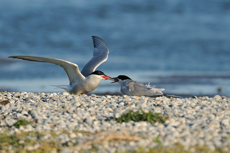 Naturfotografie Olaf Jürgens - Aktuelles
